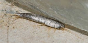 How to Get Rid of Silverfish and Identify an Infestation