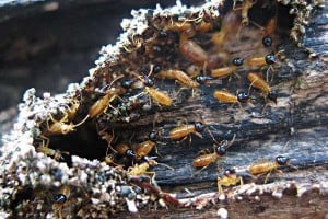 Termites in Trees: How to Prevent and Treat the Problem - Pestkilled