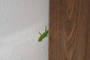 The Common House Gecko: All You Need to Know
