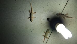 The Common House Gecko: All You Need to Know