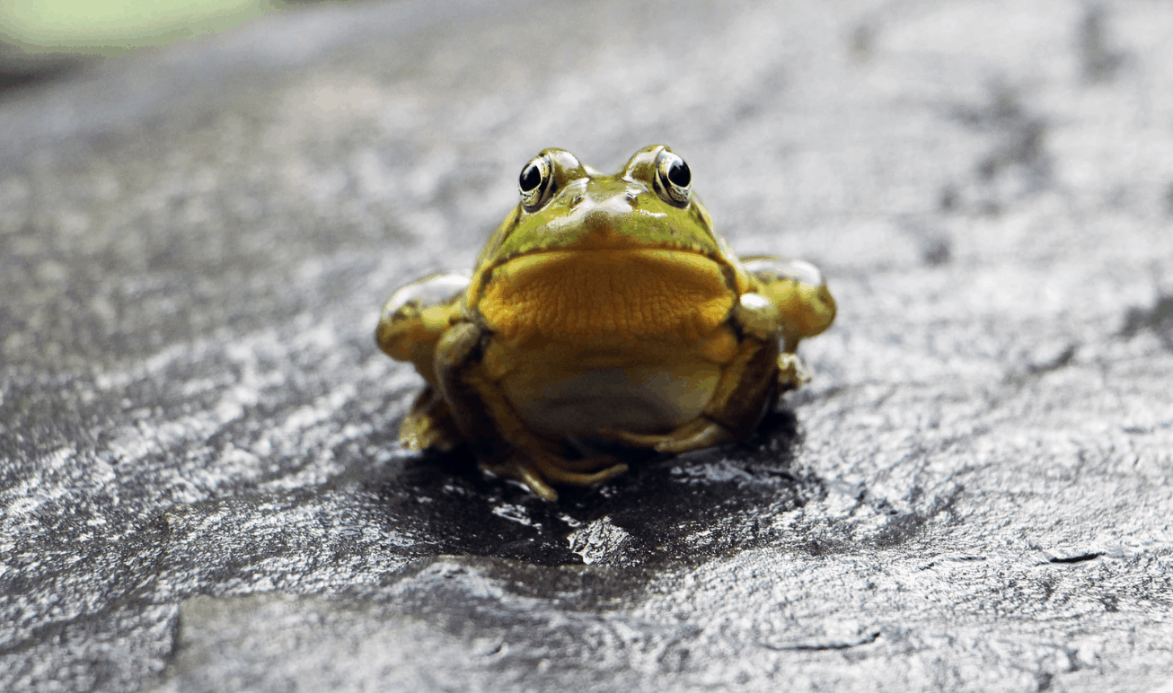 How To Get Rid Of Frogs Humanely And As Gently As You Can How To Get Rid Of Frogs Humanely And As Gently As You Can