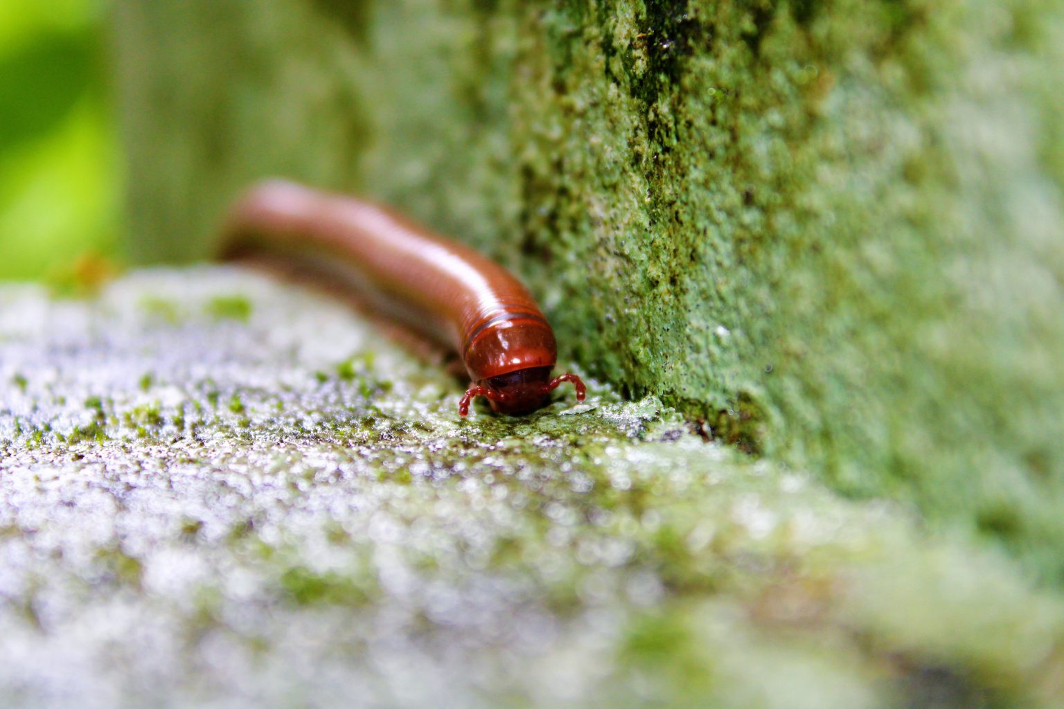 Are Millipedes Poisonous? What You Need to Know About Pesty 'Pedes